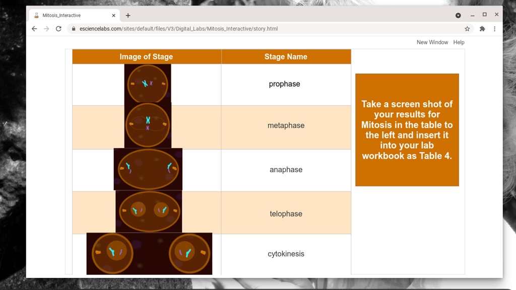 1 how many chromosomes were present before mitosis 2 how many ...