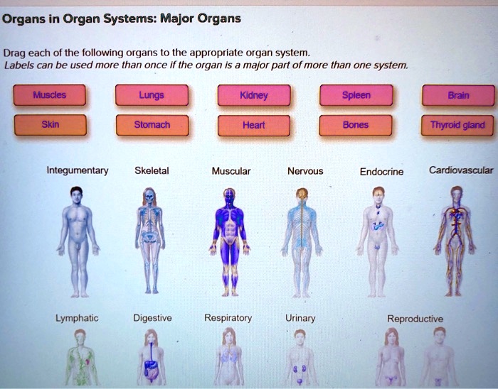 Organs in Organ Systems: Major Organs Drag each of the following organs ...