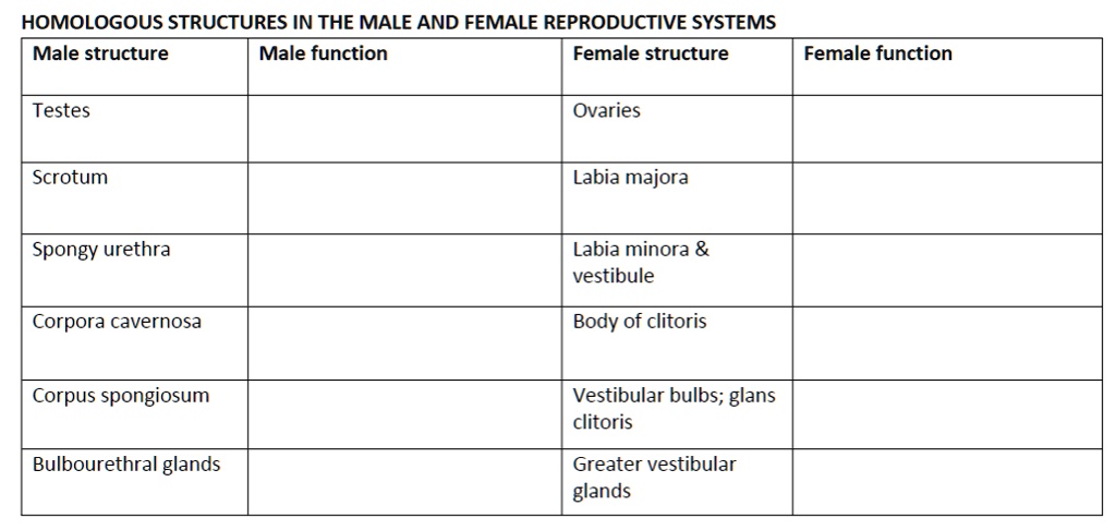 HOMOLOGOUS STRUCTURES IN THE MALE AND FEMALE REPRODUCTIVE SYSTEMS Male ...