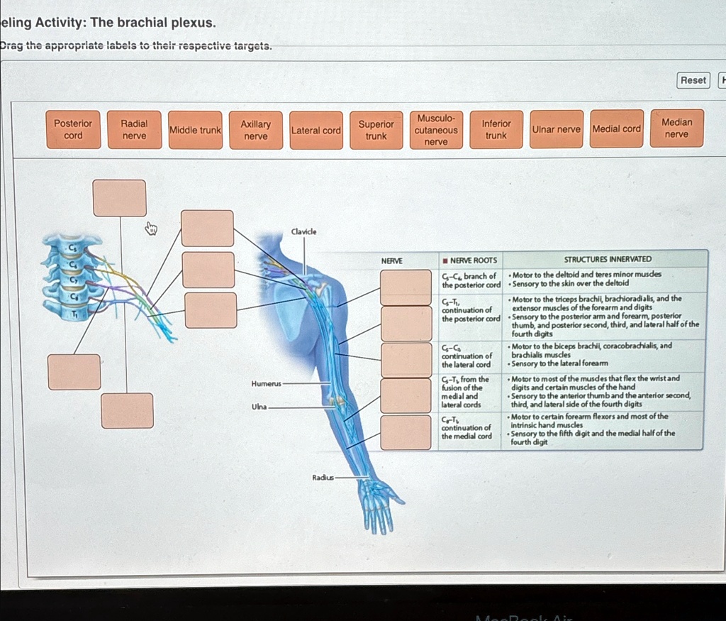 eling Activity: The brachial plexus. Drag the appropriate labels to ...