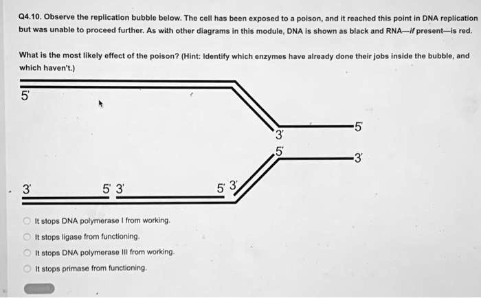 SOLVED:04.10. Observe thc replication bubblo below: Tho cell has been ...