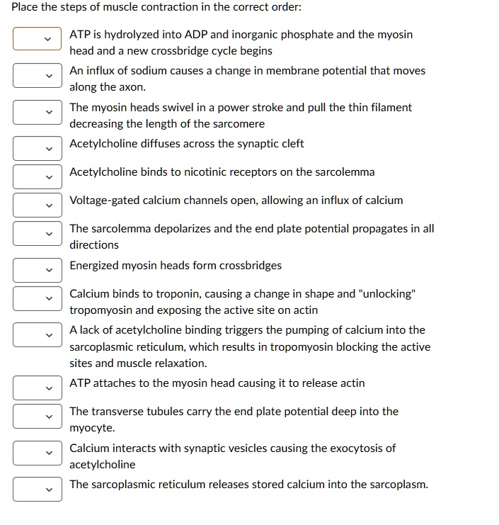 place the steps of muscle contraction in the correct order atp is ...