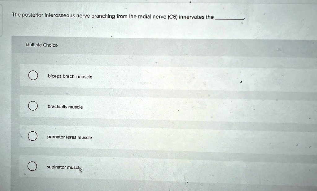 the posterior interosseous nerve branching from the radial nerve c6 ...