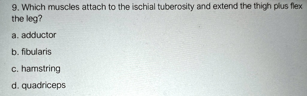 9. Which muscles attach to the ischial tuberosity and extend the thigh ...