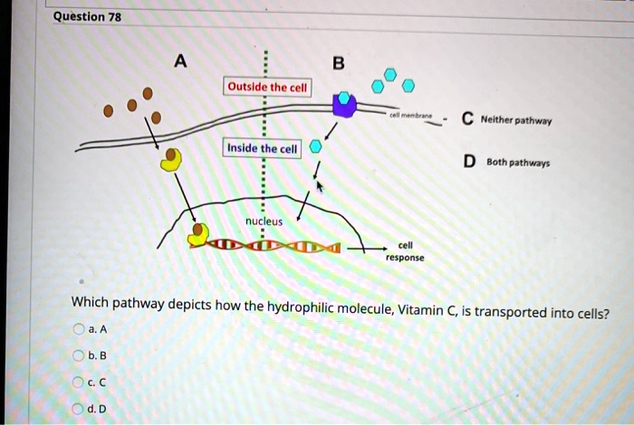 question 78 outside the cell neither pathway inside the cell both ...