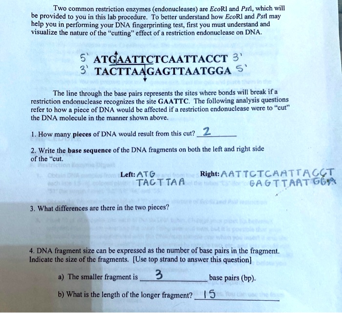 Solved Two Common Restriction Enzymes Endonucleases Are Ecori And