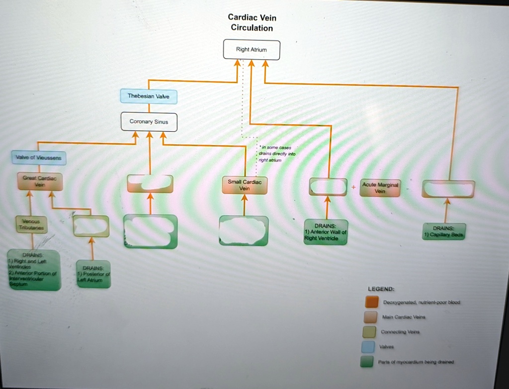 cardiac vein circulation right atrium thebesian valve coronary sinus ...
