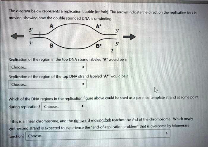 SOLVED: The diagram below represents a replication bubble (or fork ...