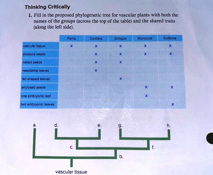 SOLVED: Thinking Critically 1. Fill in the proposed phylogenetic tree for vascular plants with ...