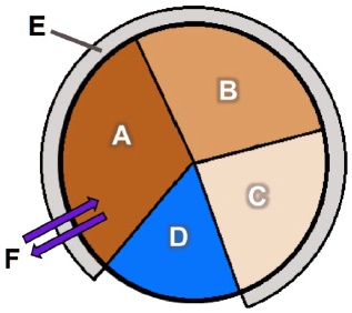 SOLVED: 'The diagram shows the stages of the eukaryotic cell cycle ...