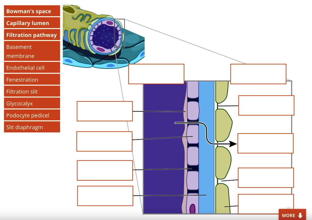 Bowman's space Capillary lumen Filtration pathway Basement membrane ...