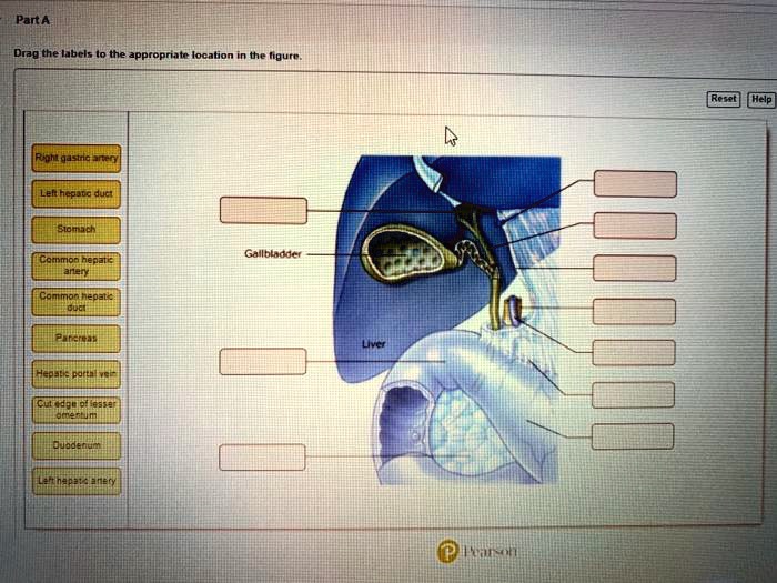 Part A Drag the labels to the appropriate location in the figure. Right ...