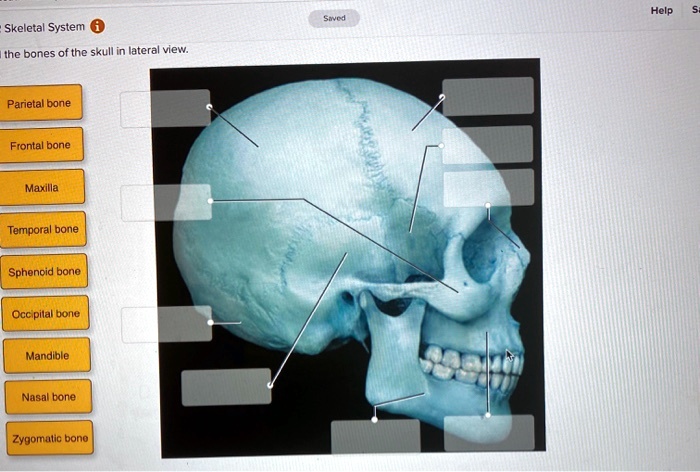 SOLVED: Saved Help Skeletal System the bones of the skull in lateral ...
