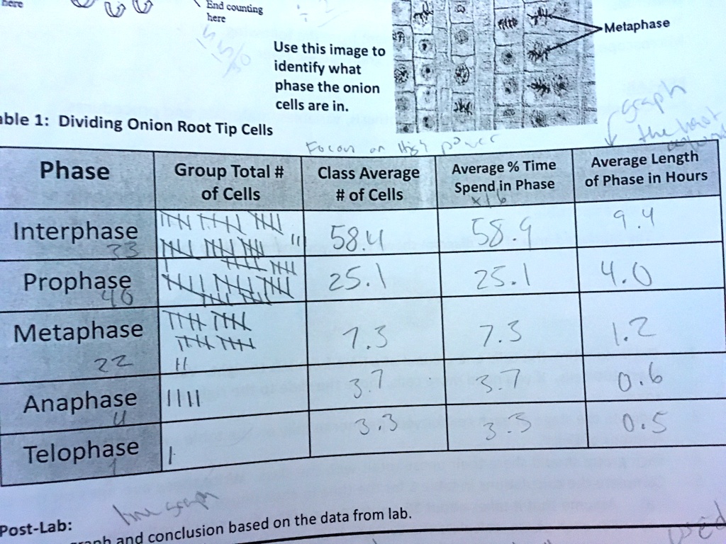 Phase Group Total # of Cells Class Average # of Cells Average % Time ...