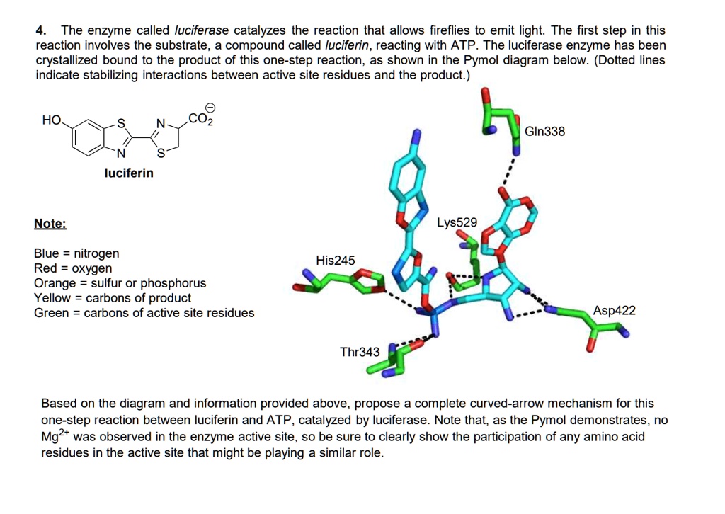 SOLVED: The enzyme called luciferase catalyzes the reaction that allows ...