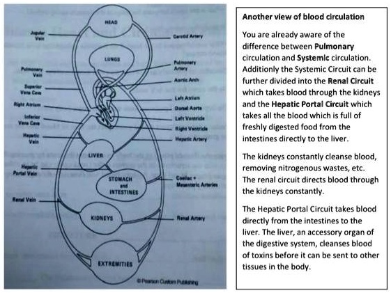 SOLVED: Another view of blood circulation You are already aware of the ...