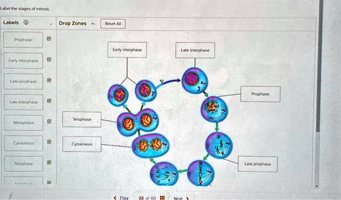 SOLVED: Texts: Label the stages of mitosis. Labels: Prophase Early ...