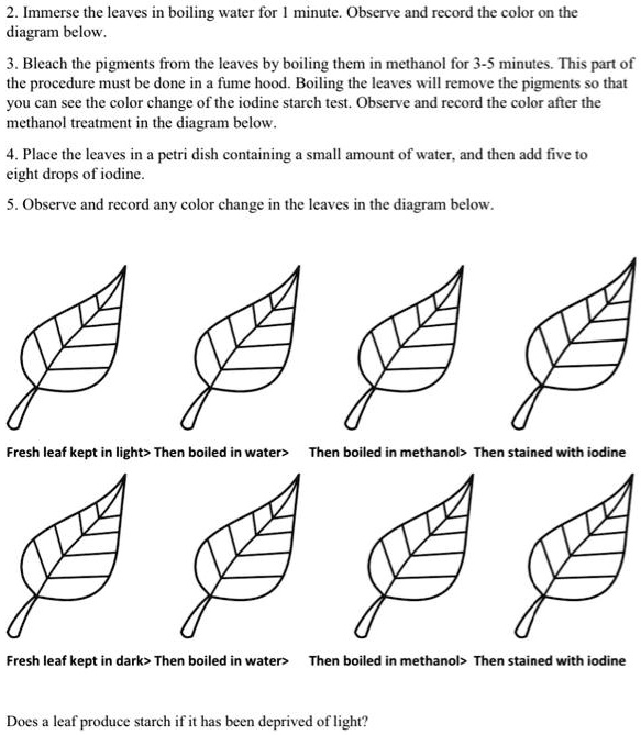 SOLVED: Immerse the leaves in boiling - water for mnule . Observe and ...