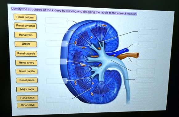 identify the structures of the kidney by clicking and dragging the ...