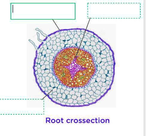 SOLVED: 'label the diagram below of the root cross section Plzzzzz help ...