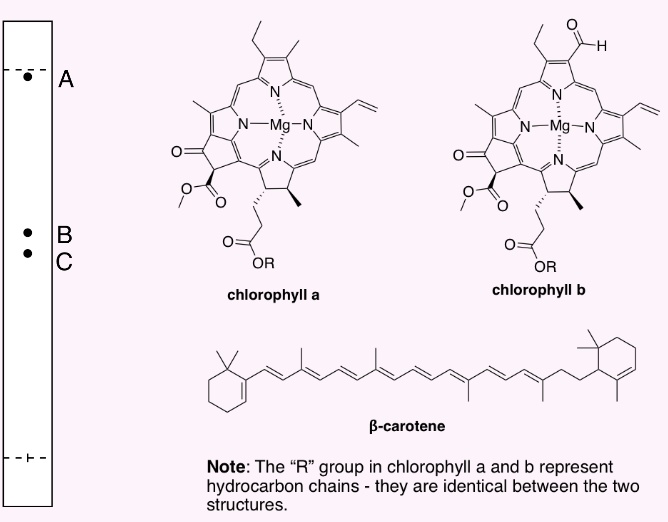 4 different pigments in spinach structures shown below can be separated ...
