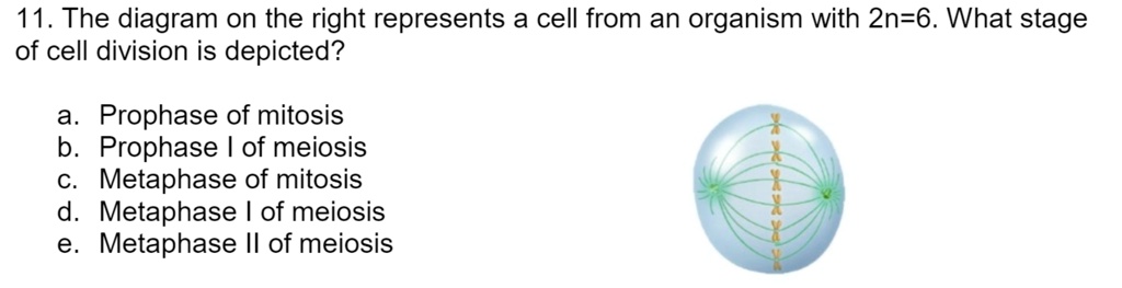 11 the diagram on the right represents a cell from an organism with 2n6 ...