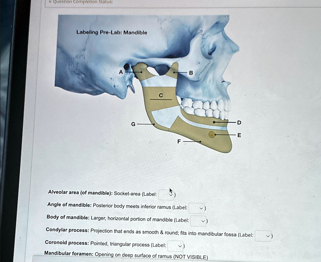 Question Completion Status: Labeling Pre-Lab: Mandible Alveolar area ...