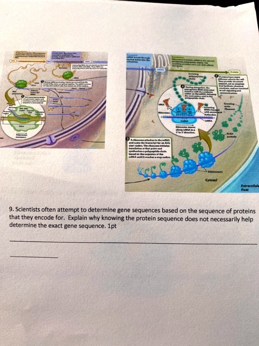 SOLVED: Scientists often attempt to determine gene sequences based on the sequence of proteins ...
