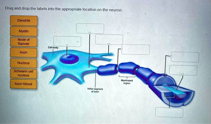 Drag and drop the labels into the appropriate location on the neuron. Dendrite Myelin Node of ...
