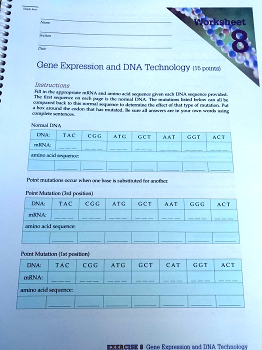 SOLVED: Worksheet 8 Gene Expression and DNA Technology (15 points ...