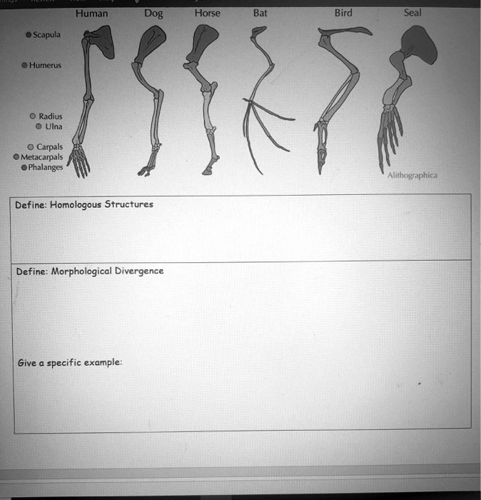 SOLVED: Human Horse Bat Bird Seal Scapula Humerus Radius Ulna Carpals ...