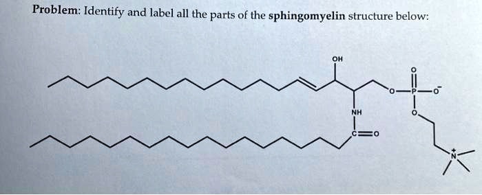 SOLVED: Problem: Identify and label all the parts of the sphingomyelin ...