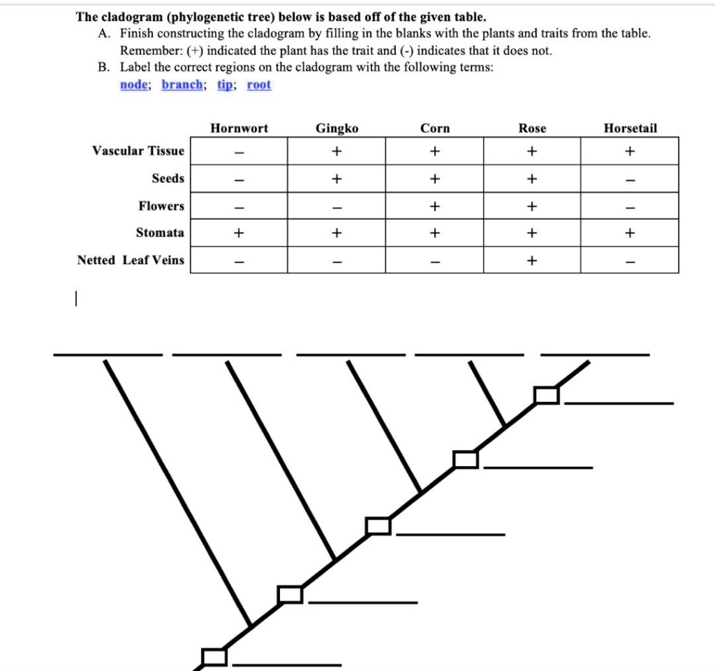 SOLVED: The cladogram (phylogenetic tree) below is based off of the ...