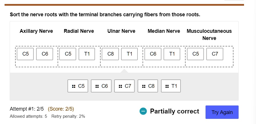 SOLVED: help make this right please. Sort the nerve roots with the ...