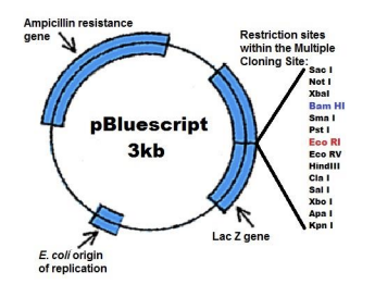 SOLVED: Shown at right is a diagram of pBluescript (PBS) BEFORE ...