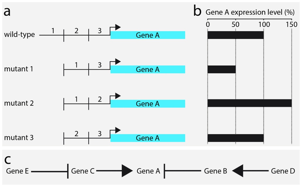 a 1 2 3 wild-type Gene A 1 3 mutant 1 Gene A 1 2 mutant 2 Gene A 2 3 ...