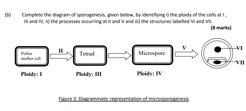 (b) Complete the diagram of sporogenesis, given below, by identifying i ...