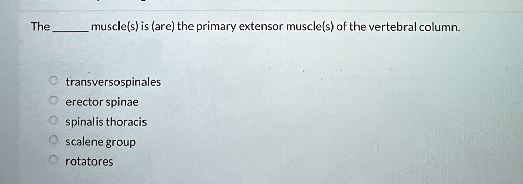 the muscles is are the primary extensor muscles of the vertebral column ...