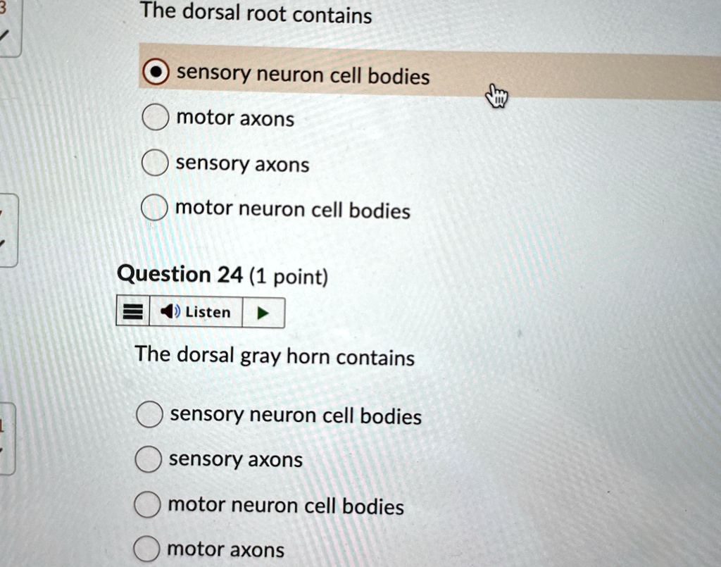 3 The dorsal root contains sensory neuron cell bodies motor axons ...