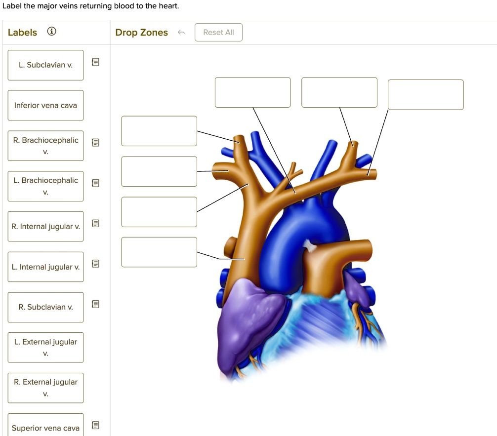 Label the major veins returning blood to the heart. Label the major ...