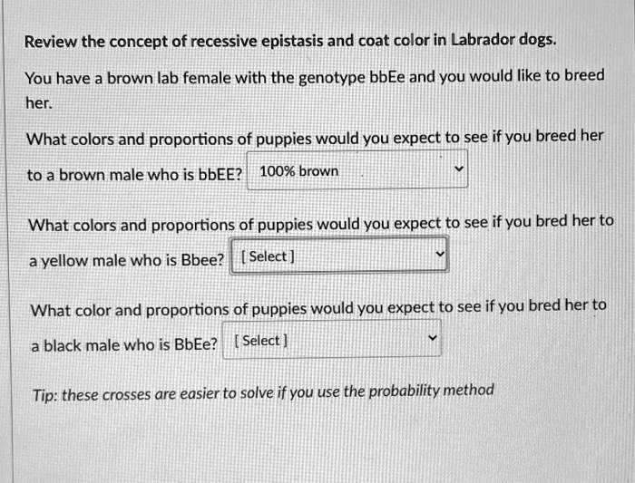SOLVED: Review the concept of recessive epistasis and coat color in ...