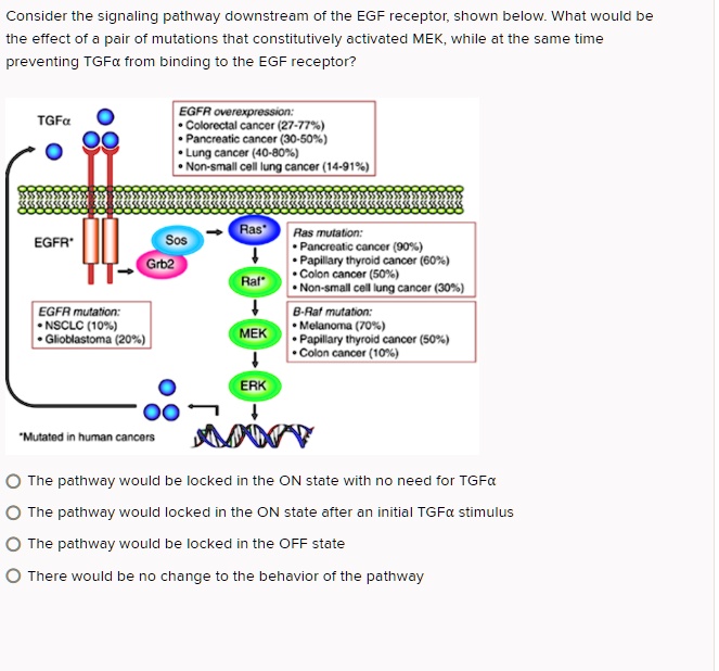 SOLVED:Consider the signaling pathway downstream of the EGF receptor ...