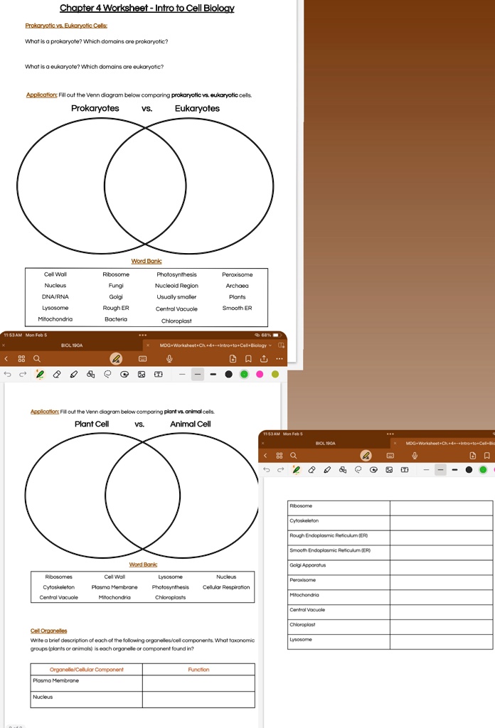 Chapter 4 Worksheet - Intro to Cell Biology Prokaryotic vs. Eukaryotic ...