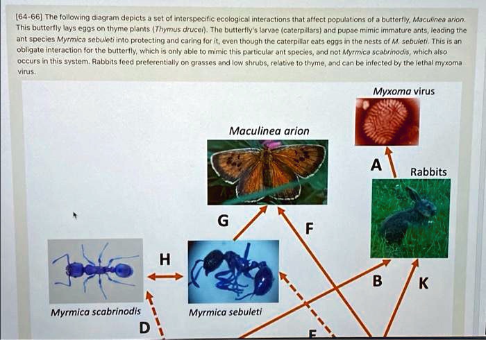 SOLVED: [64-66] The following diagram depicts a set of interspecific ...
