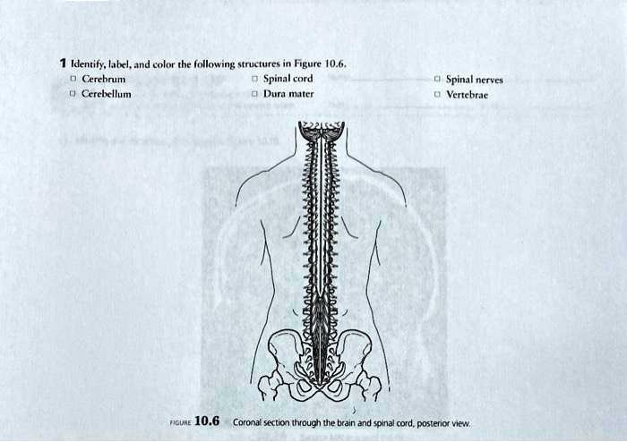 1 Identify, label, and color the following structures in Figure 10.6 ...