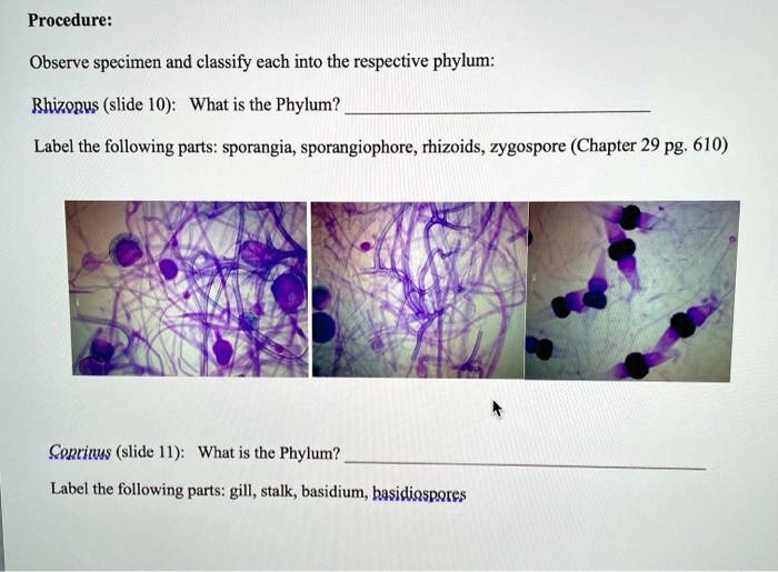 SOLVED:Procedure: Observe specimen and classify each into the ...