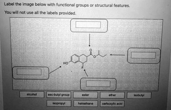 SOLVED: Label the image below with functional groups or structural ...