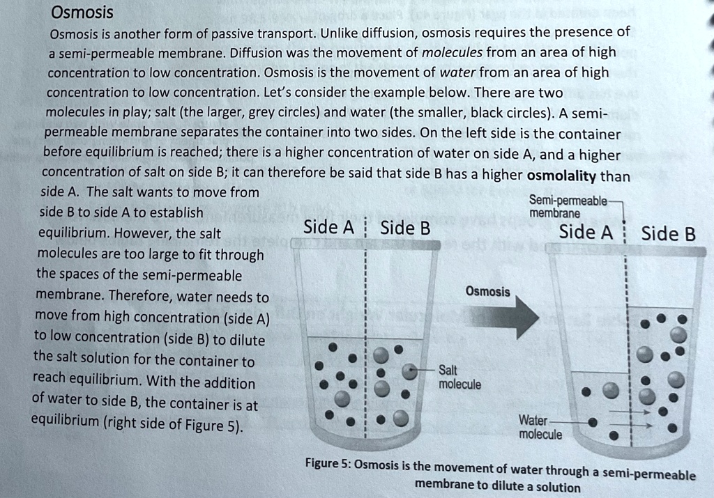 Osmosis Osmosis is another form of passive transport. Unlike diffusion ...