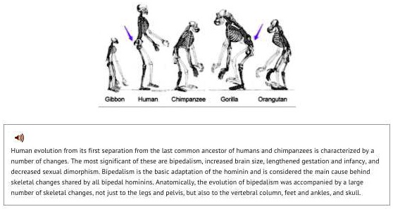 Gibbon Human Chimpanzee Gorilla Orangutan Human evolution from its ...