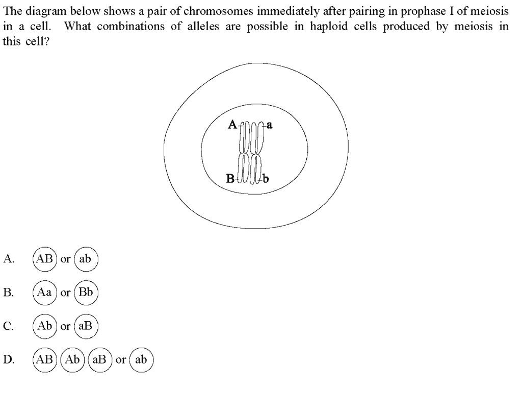 the diagram below shows a pair of chromosomes immediately after pairing ...